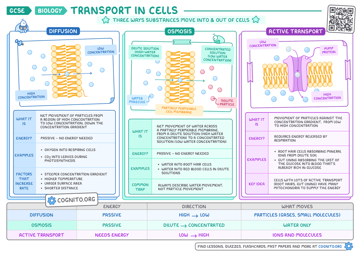 Diffusion, Osmosis & Active Transport – GCSE Biology Cheat Sheet – Cognito