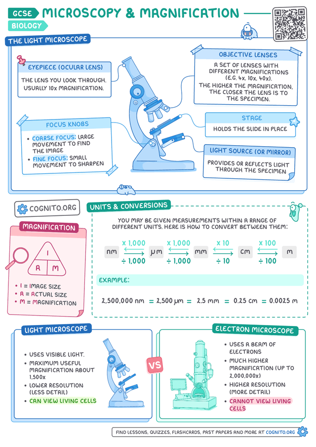 Microscopy & Magnification – GCSE Biology Cheat Sheet – Cognito