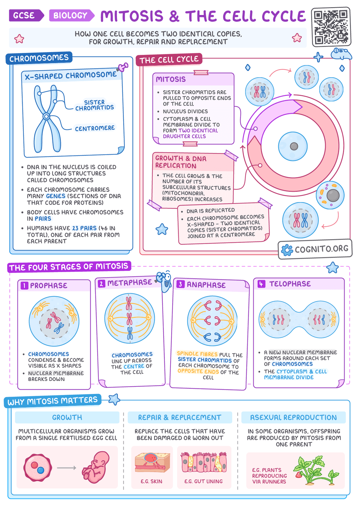 Mitosis & the Cell Cycle – GCSE Biology Cheat Sheet – Cognito