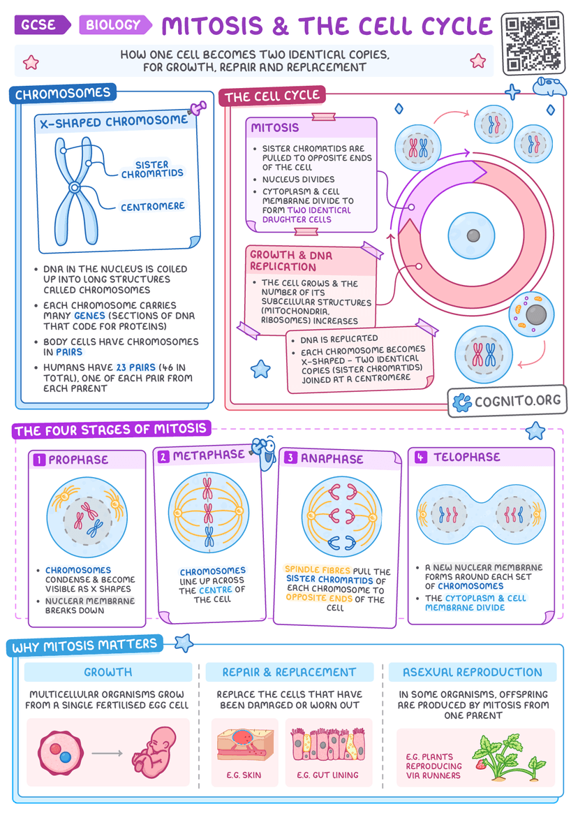 Mitosis & the Cell Cycle – GCSE Biology Cheat Sheet – Cognito